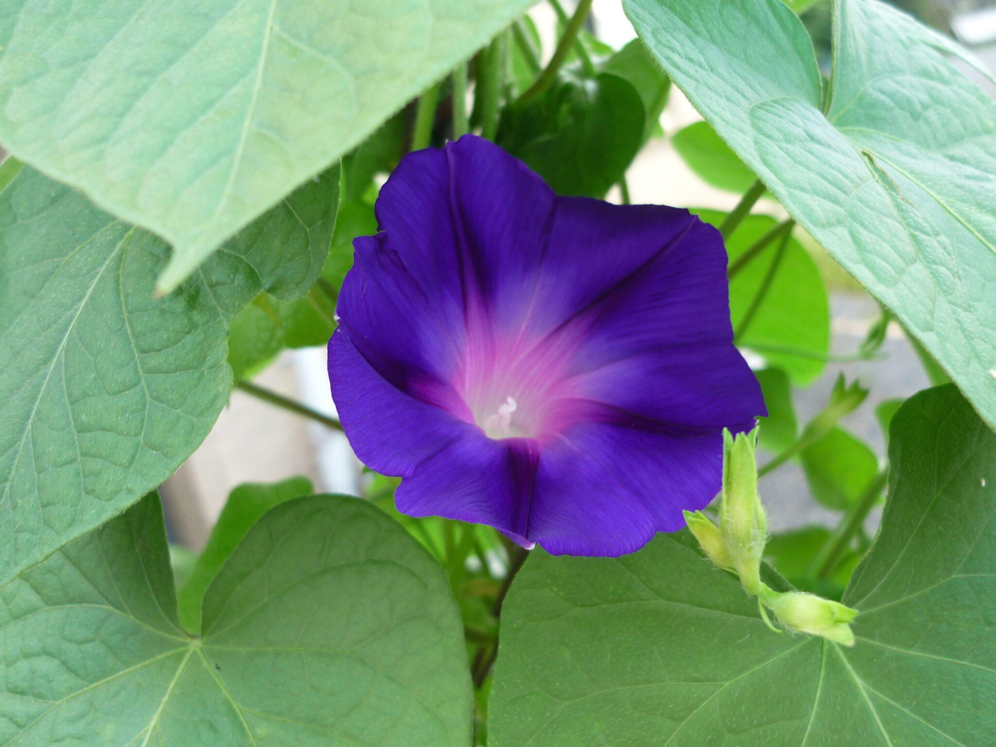 朝顔🌺 | はるるの郷